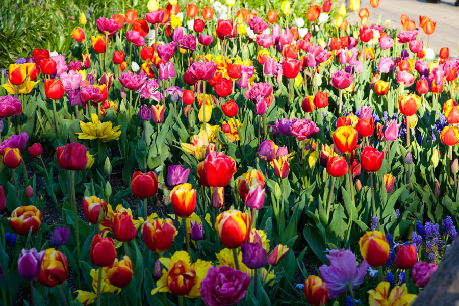 Canberra Tulip Tops ‘Gardenscape & Macro’ Photography Tour