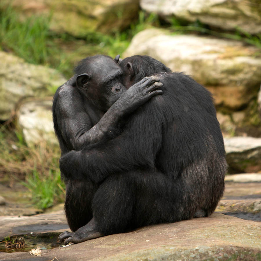 Animal Portraiture ‘ADVANCED’ Photography Tour – Taronga Zoo