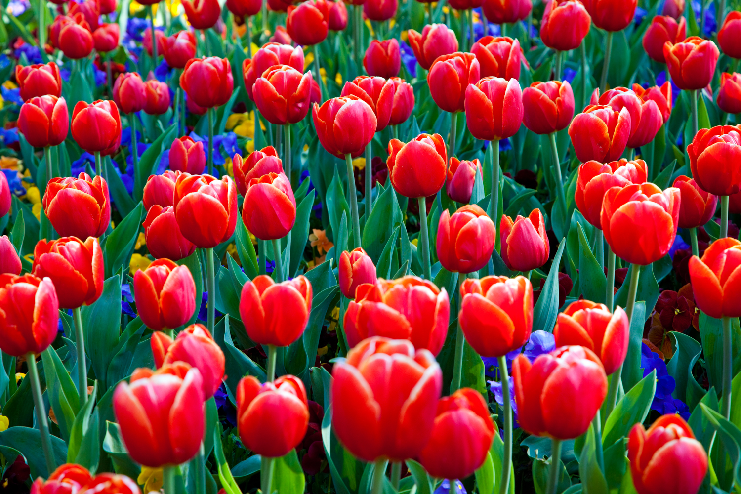 Canberra Tulip Tops ‘Gardenscape & Macro’ Photography Tour