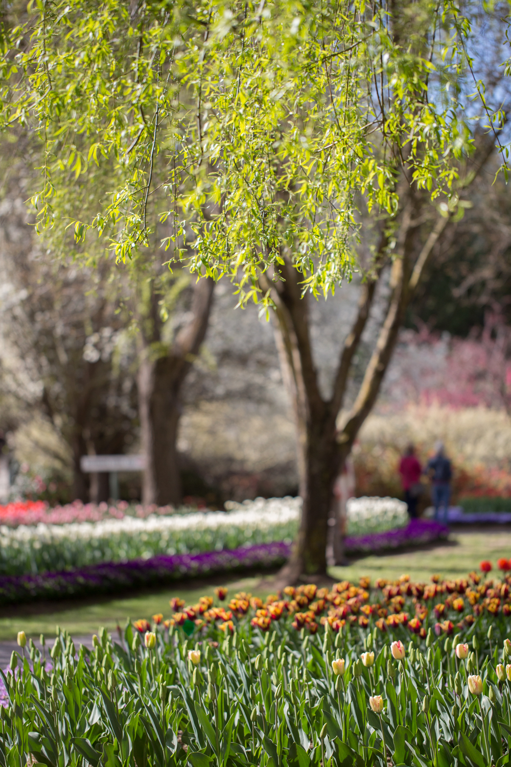 Canberra Tulip Tops ‘Gardenscape & Macro’ Photography Tour
