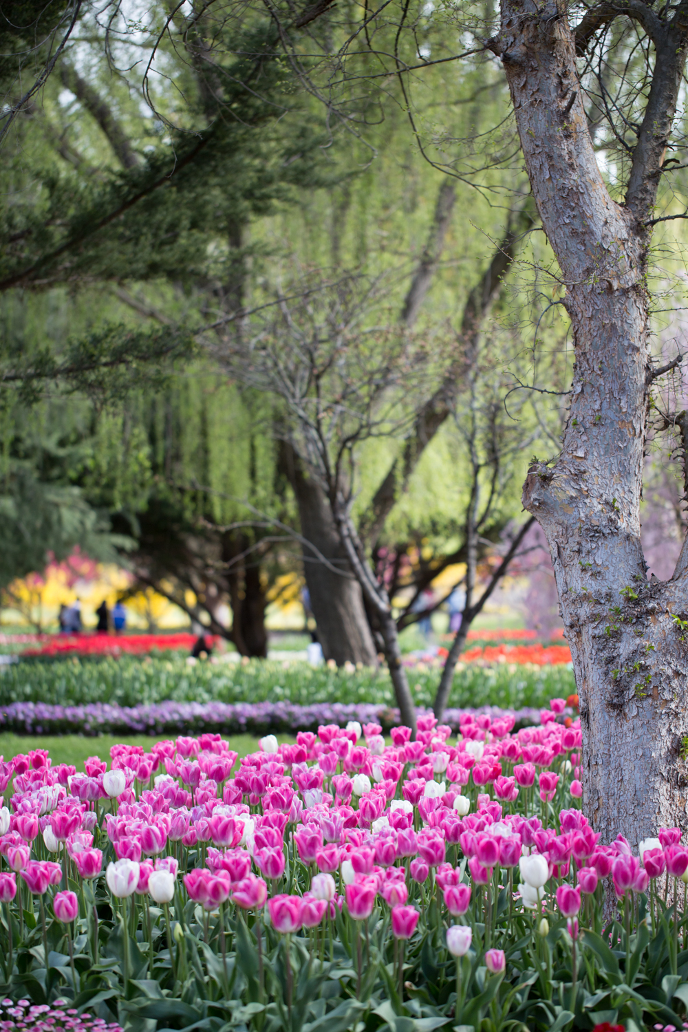 Canberra Tulip Tops ‘Gardenscape & Macro’ Photography Tour