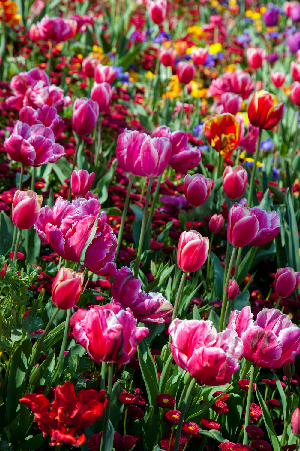 Canberra Tulip Tops ‘Gardenscape & Macro’ Photography Tour