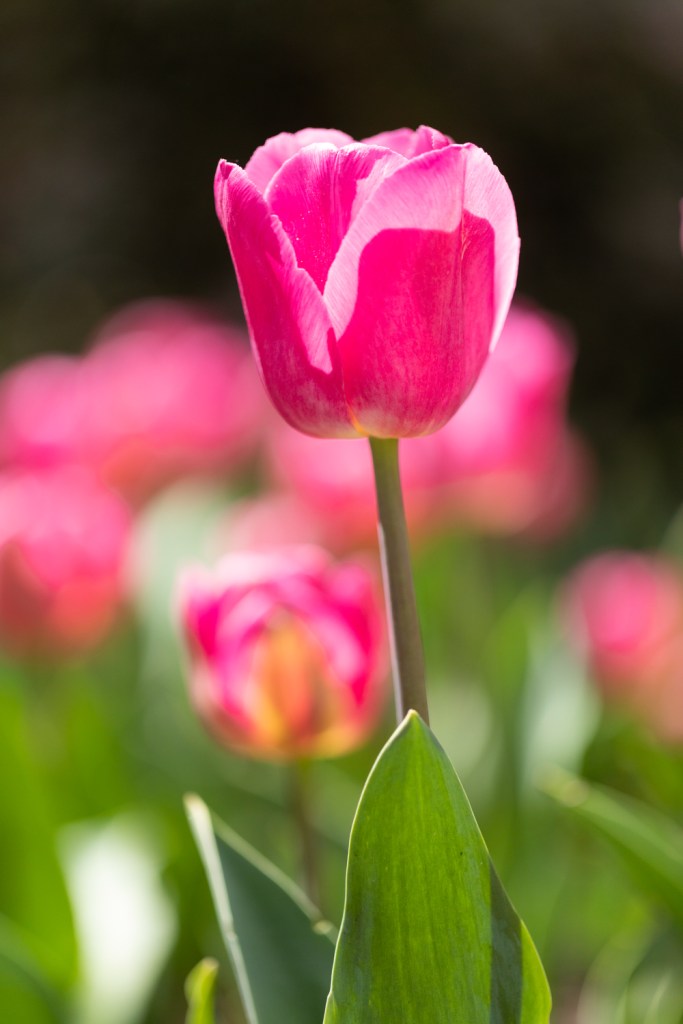 Tulip Top Gardens Photography Workshops